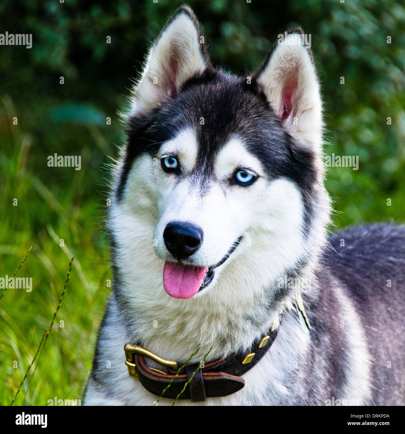 Siberian husky dog portrait Stock Photo - Alamy
