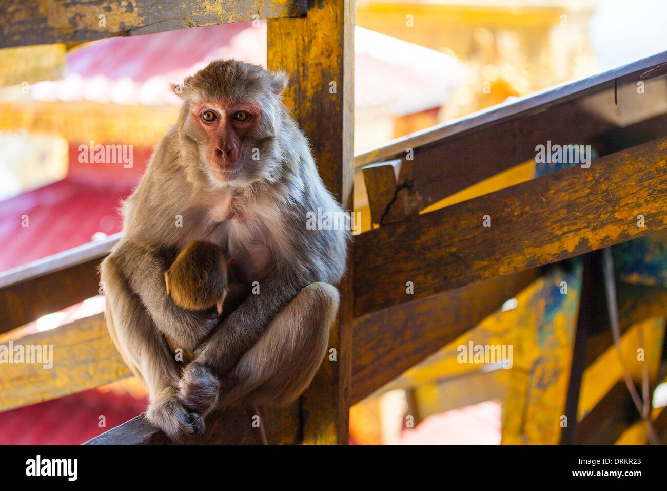 Rhesus macaque monkey and baby in Bagan, Myanmar Stock Photo - Alamy