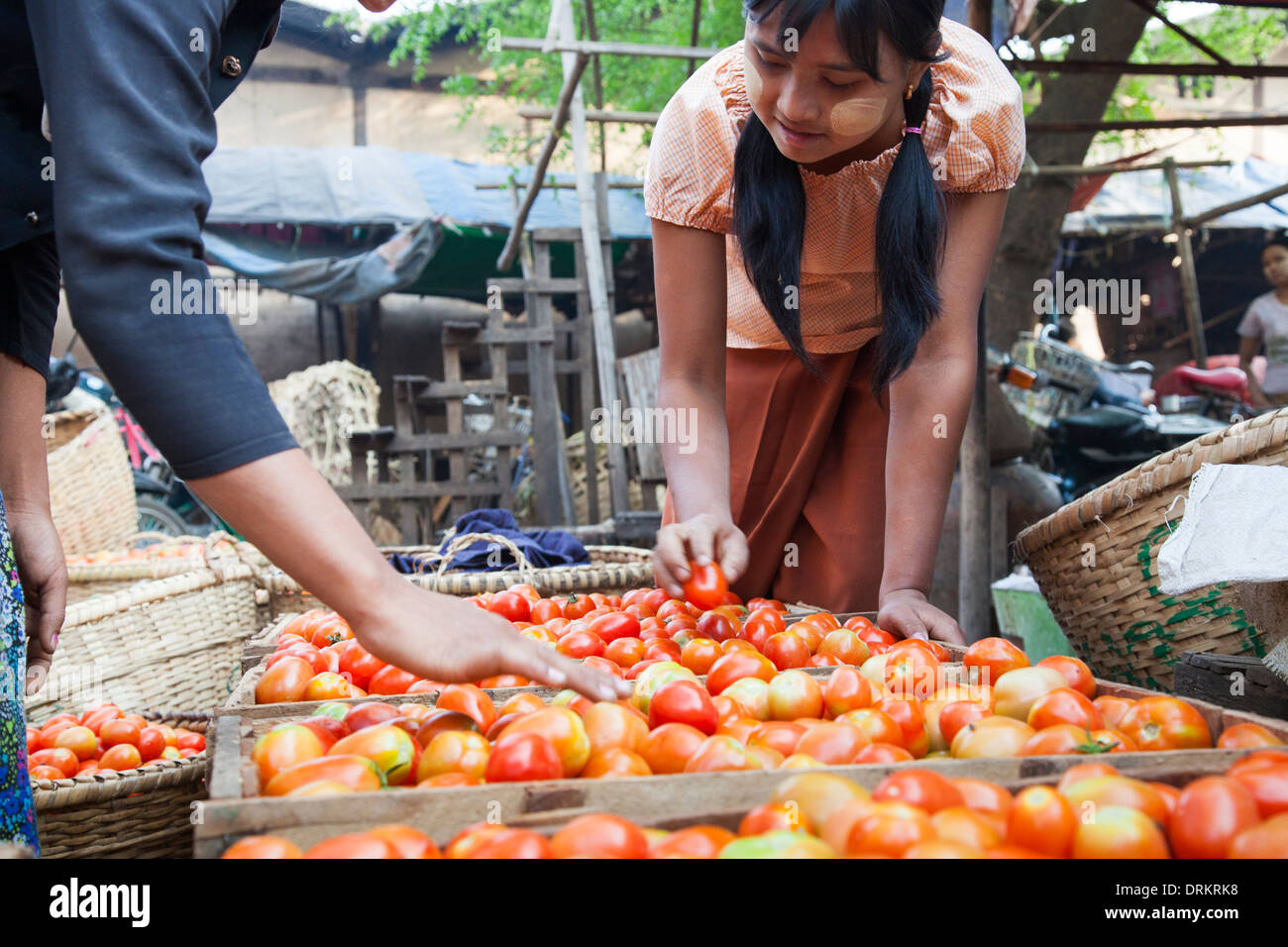 Sorting tomatoes hi-res stock photography and images - Alamy