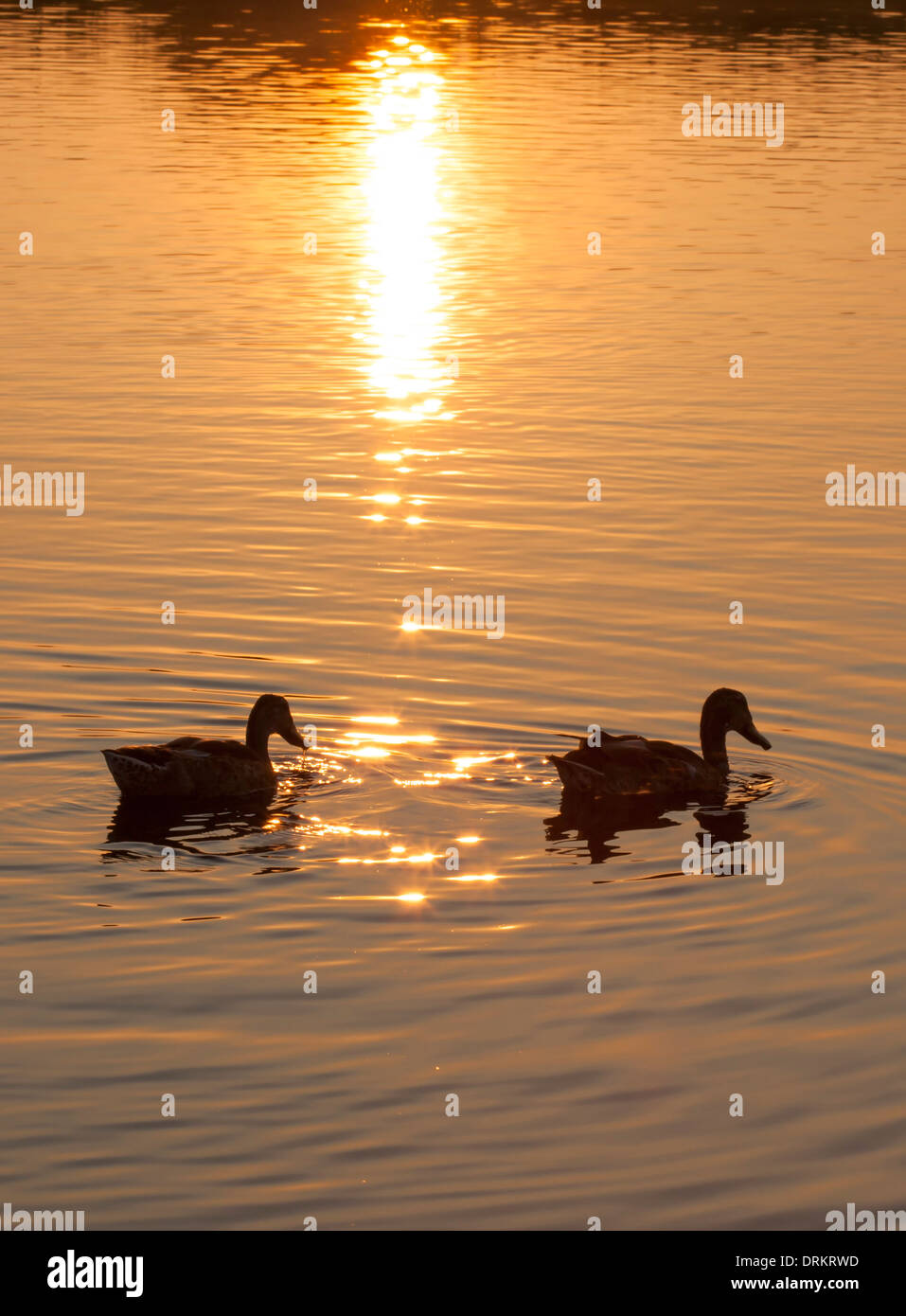 Duck sunset water silhouette hi-res stock photography and images - Alamy