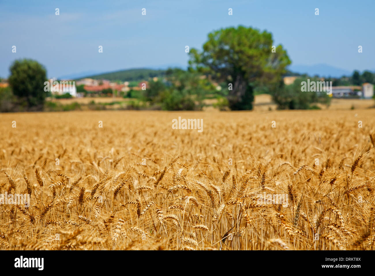 Fields and meadows hi-res stock photography and images - Alamy