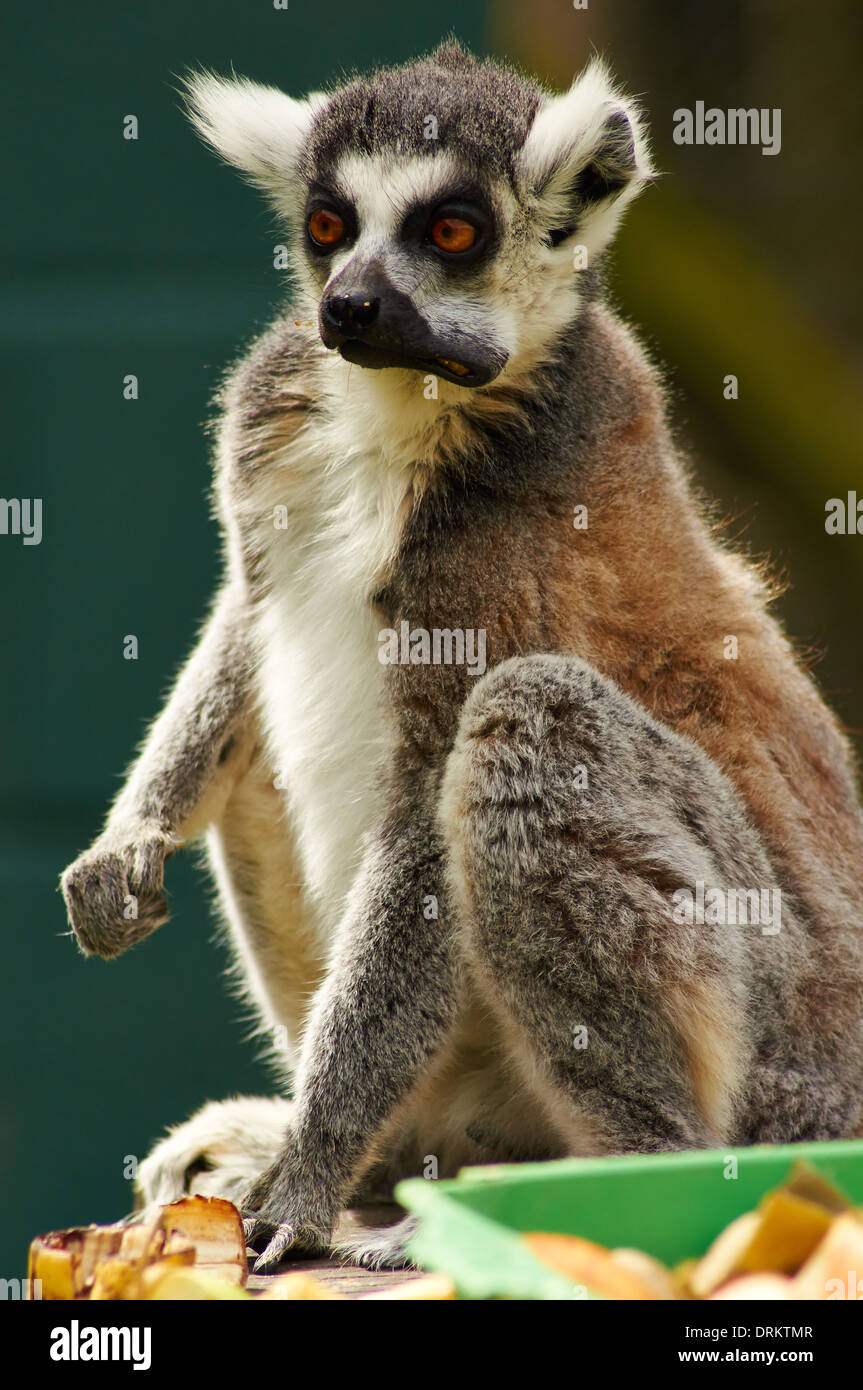 Comical image hi-res stock photography and images - Alamy