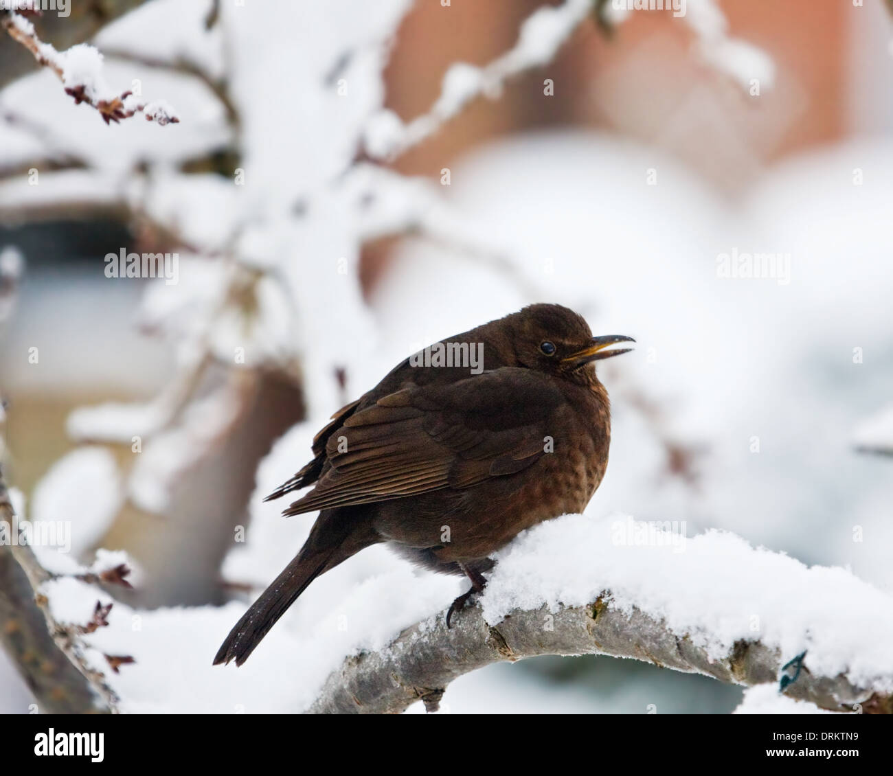 Female blackbird puffed up in snow Stock Photo - Alamy
