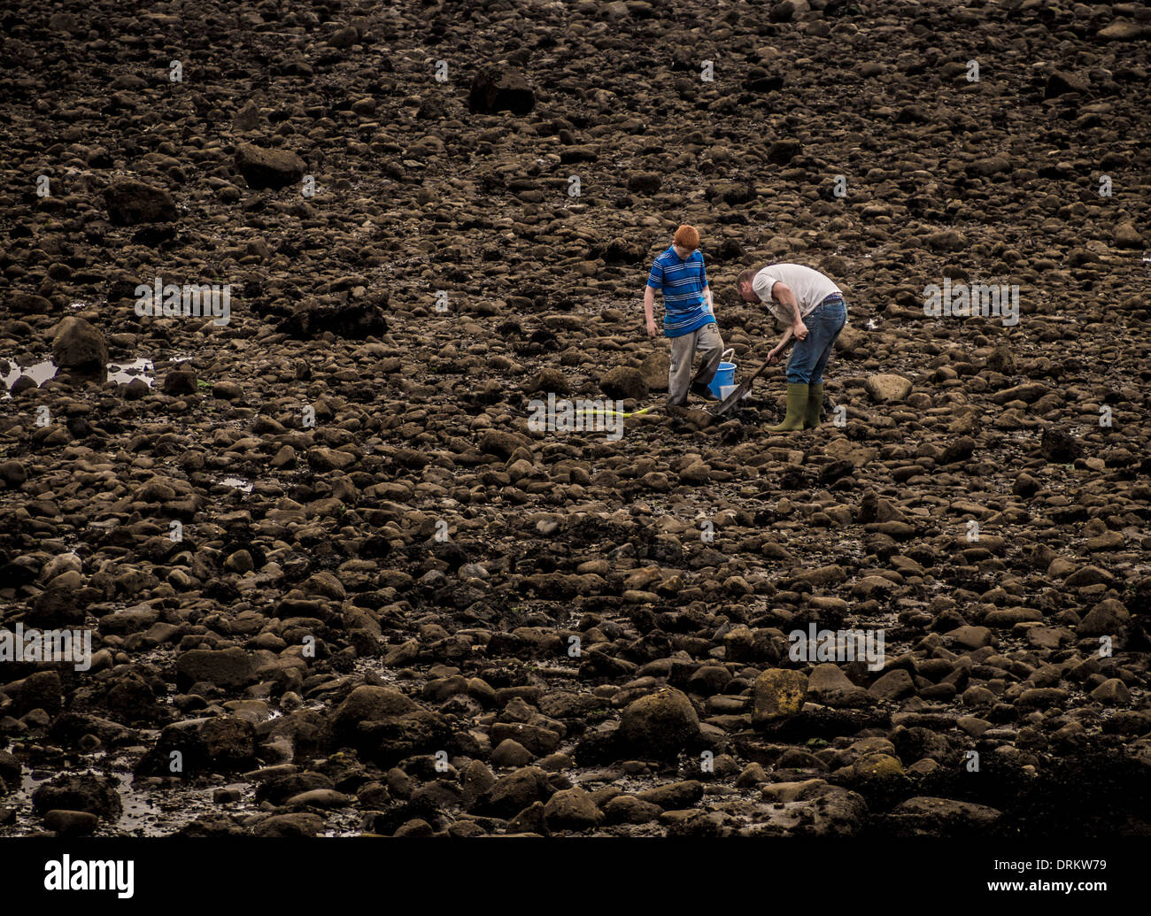 Cockle pickers hi-res stock photography and images - Alamy