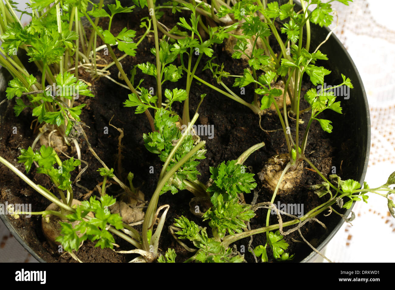 parsley in a pot Stock Photo - Alamy