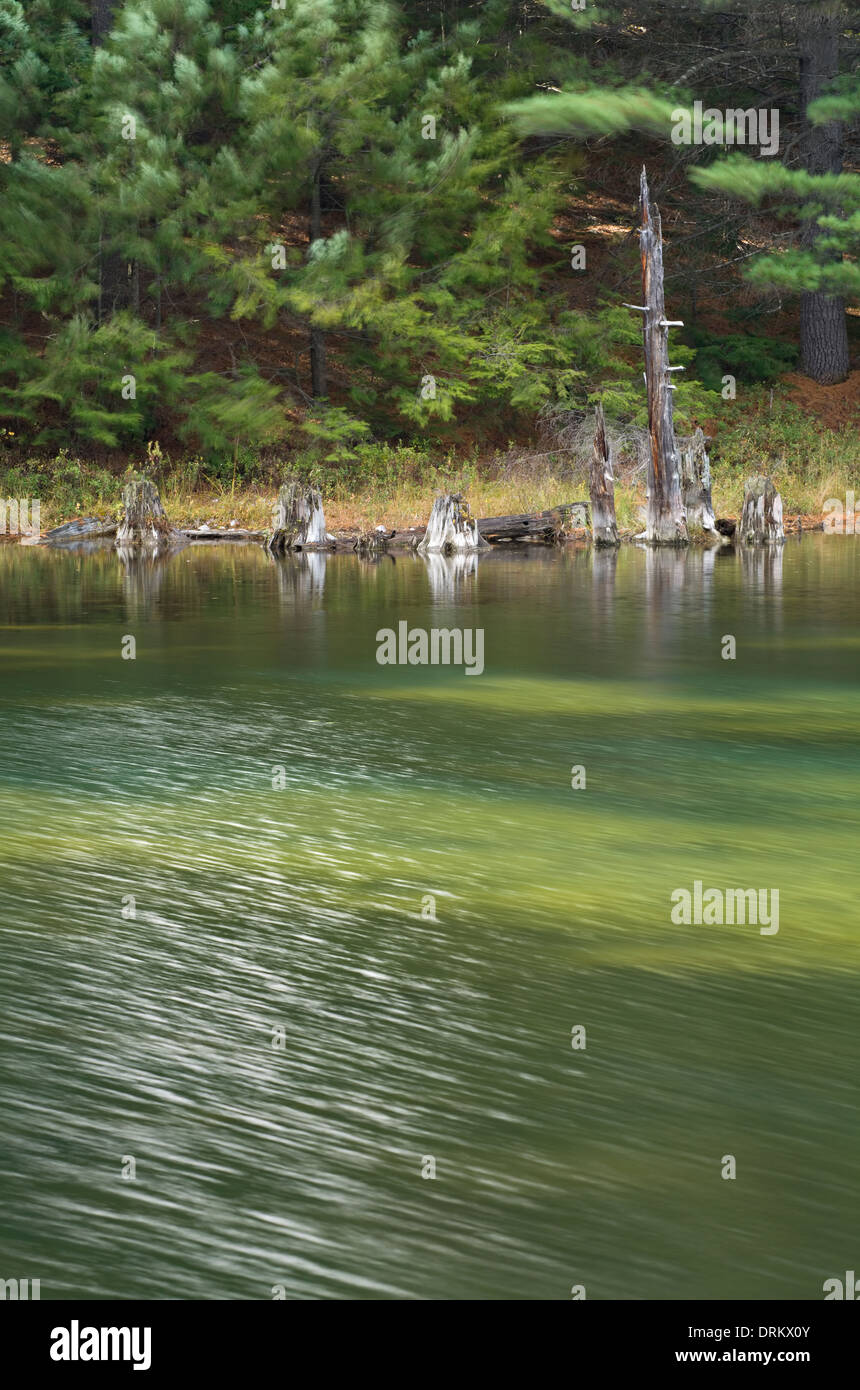 Skim the trees hi-res stock photography and images - Alamy