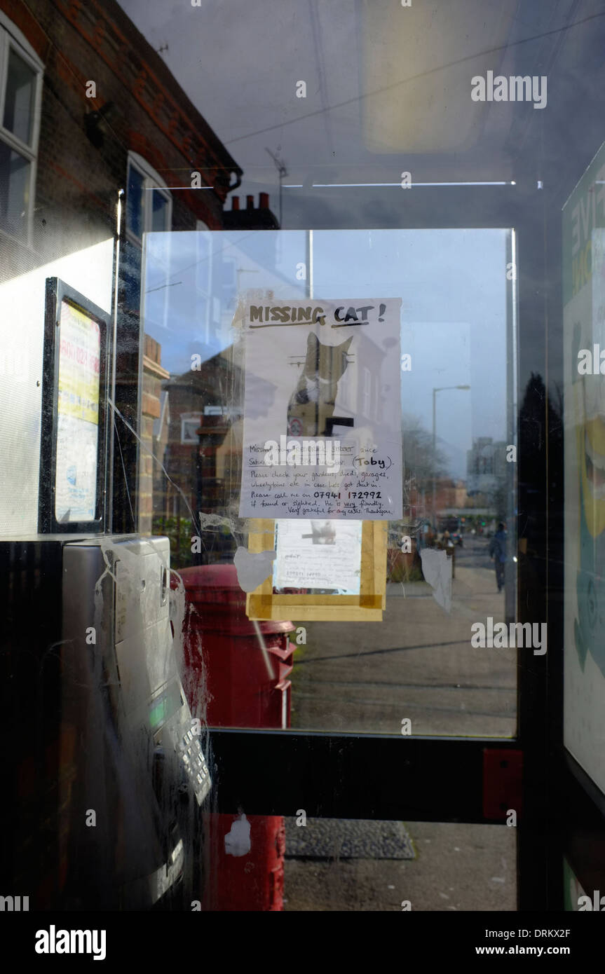 Missing Cat notice on a telephone box window Stock Photo - Alamy