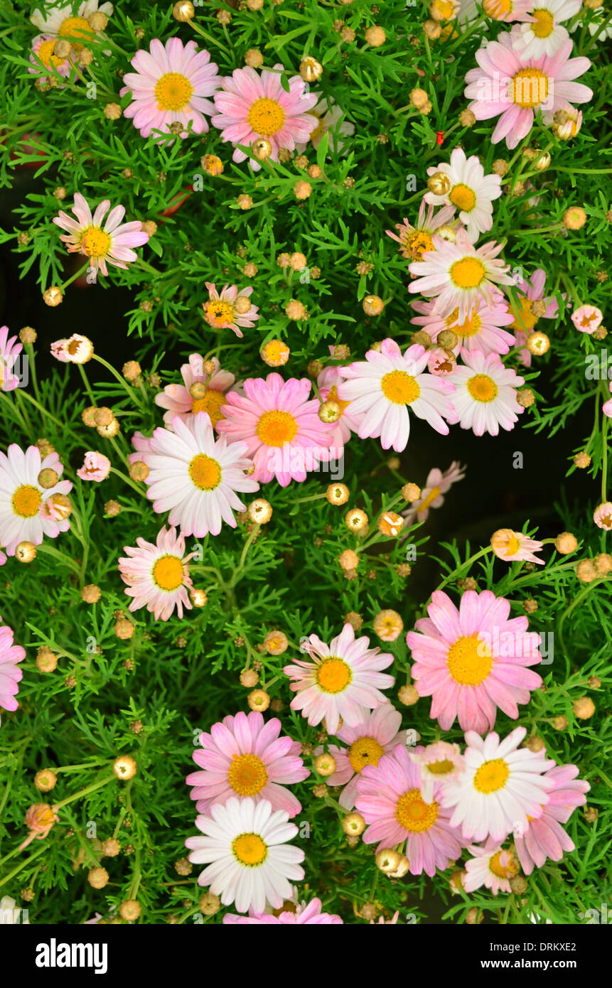 Pink Daisies Background
