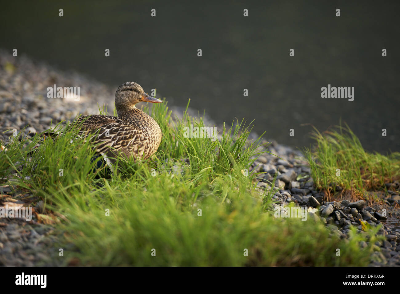 North american black duck hi-res stock photography and images - Alamy