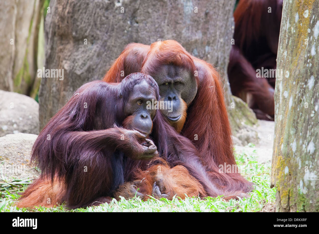 Orangutan couple female male hi-res stock photography and images - Alamy