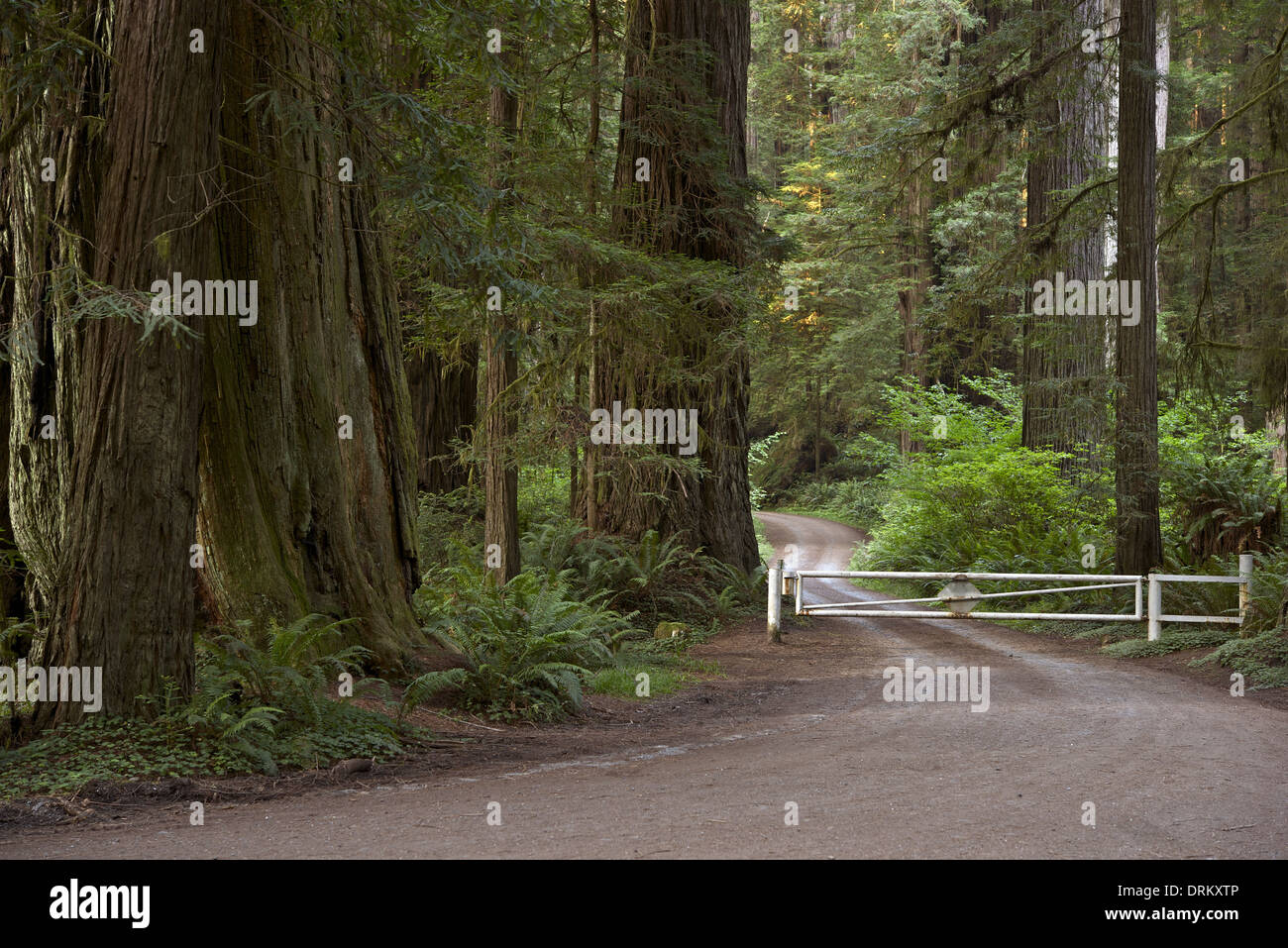 Redwood Road. Northern California Redwood Forest Road. Redwood National ...