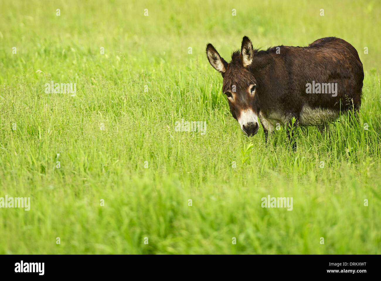 Donkey animal not toy not illustration hi-res stock photography and ...