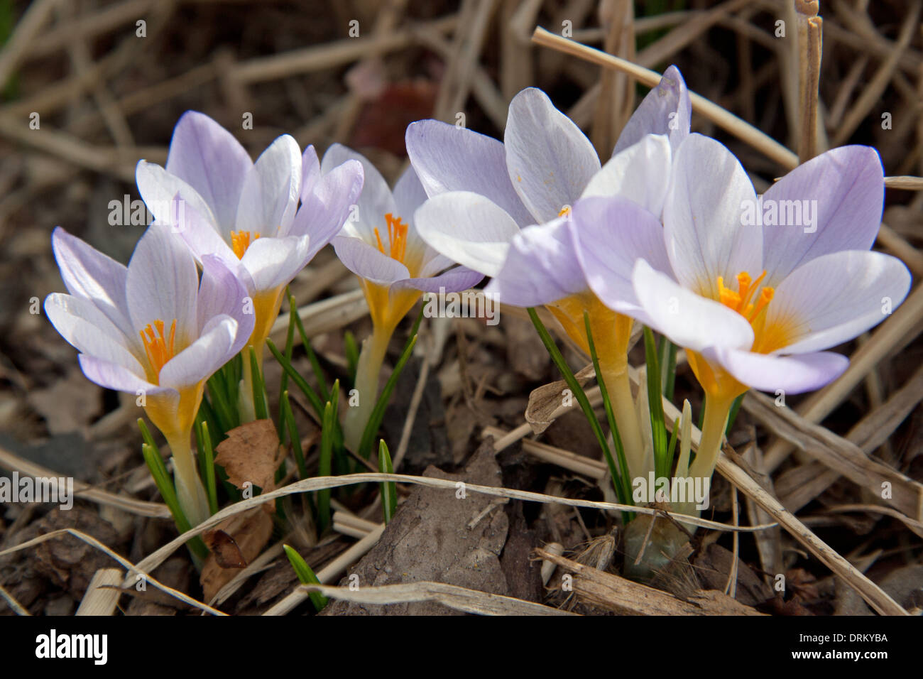 Crocus sieberi Firefly in peak bloom Stock Photo - Alamy