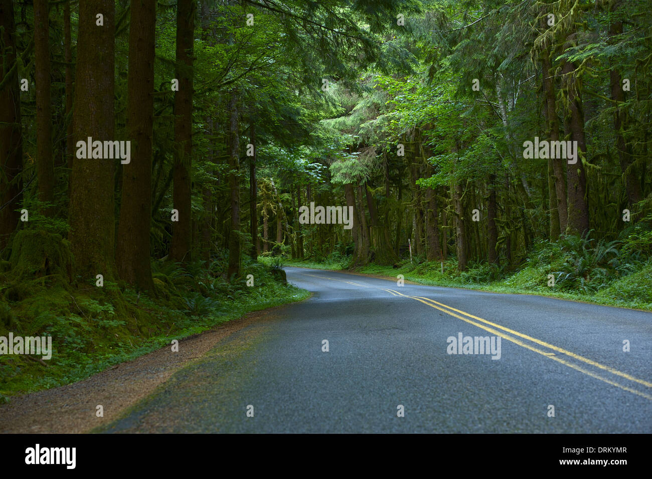 Deep Wood Oregon Road. Oregon, USA. Scenic Oregon Photo Collection ...