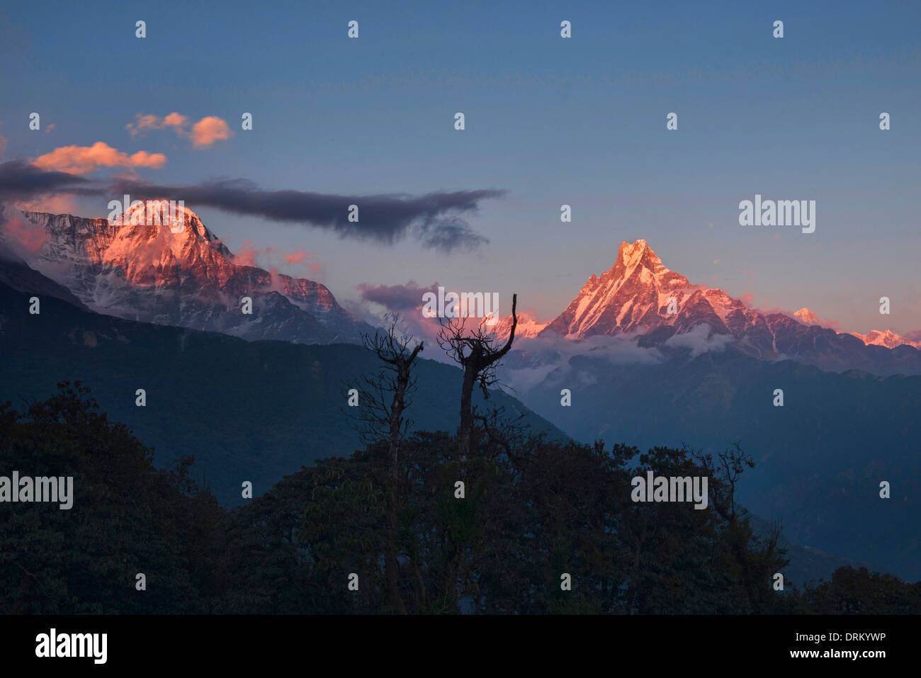 Machapuchare (Fishtail Peak) at sunset seen from Tadapani in the ...