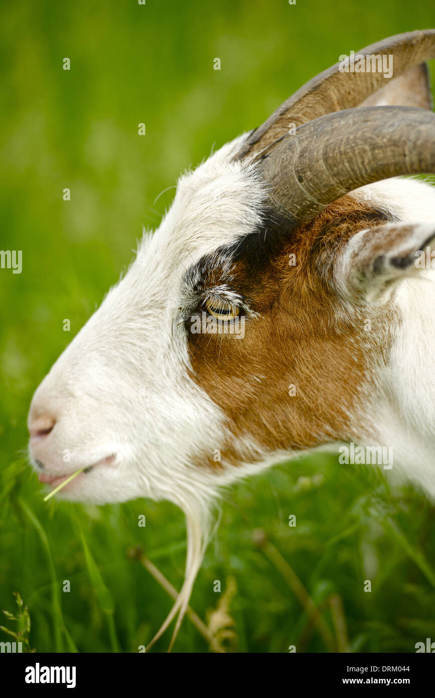 Goat Head Closeup - Farmland Animals Photo Collection Stock Photo - Alamy