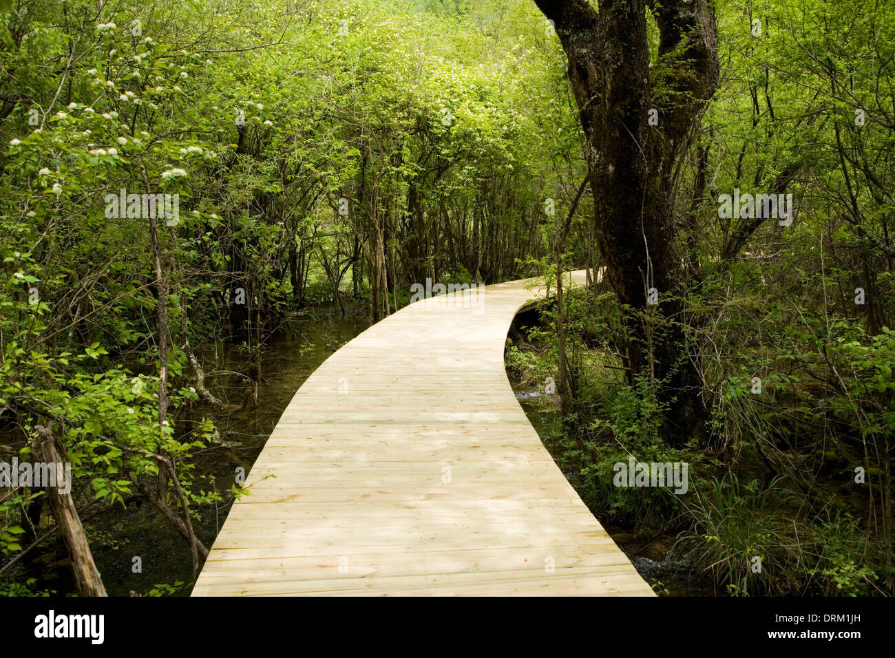 Walkway / pathway / foot path / footpath for walking tourists / walker ...