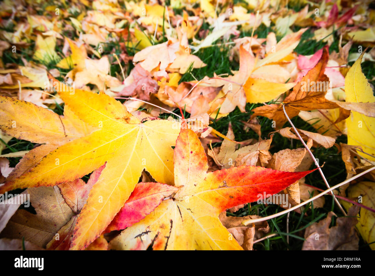 Autumn foliage lying on meadow Stock Photo - Alamy