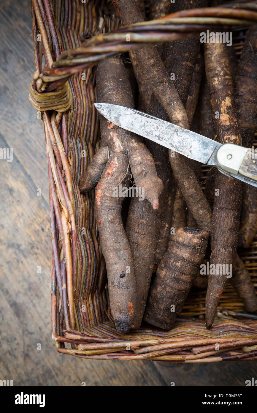 Black salsifies (Scorzonera hispanica) with kitchen knife in basket on ...