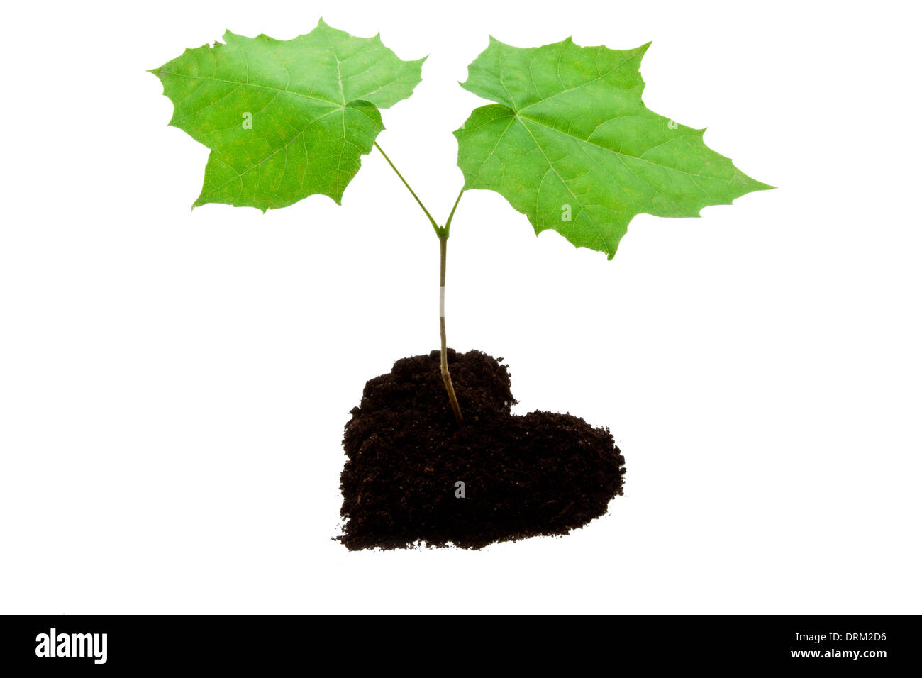 Maple tree seedling hi-res stock photography and images - Alamy