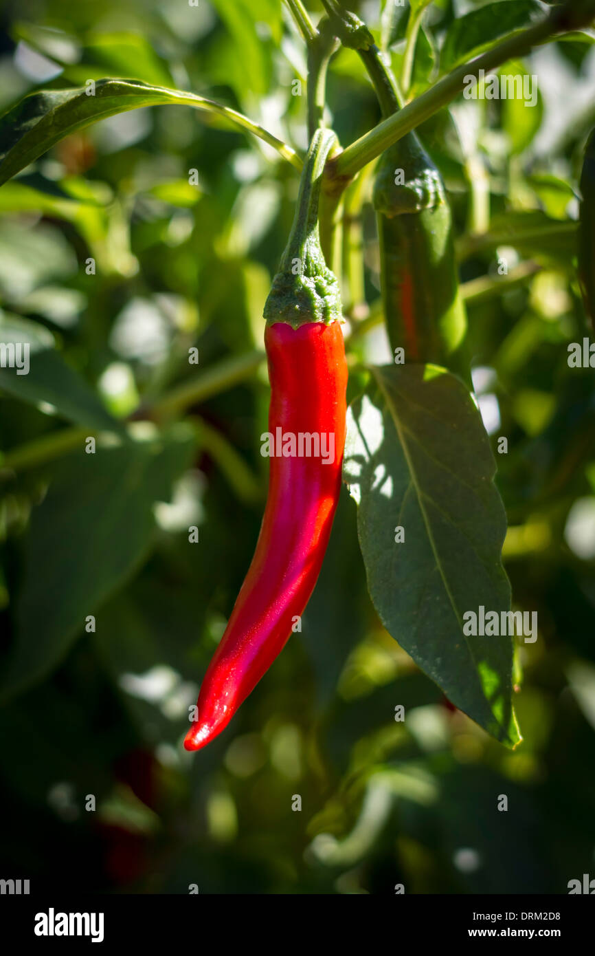 Australia, Western Australia, Carnarvon, Chilli pod on plant Stock ...