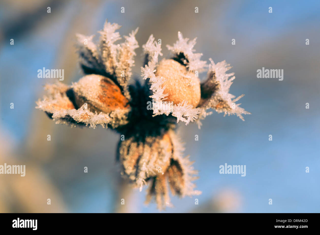 Germany, Bavaria, three hazelnuts covered with frost Stock Photo - Alamy