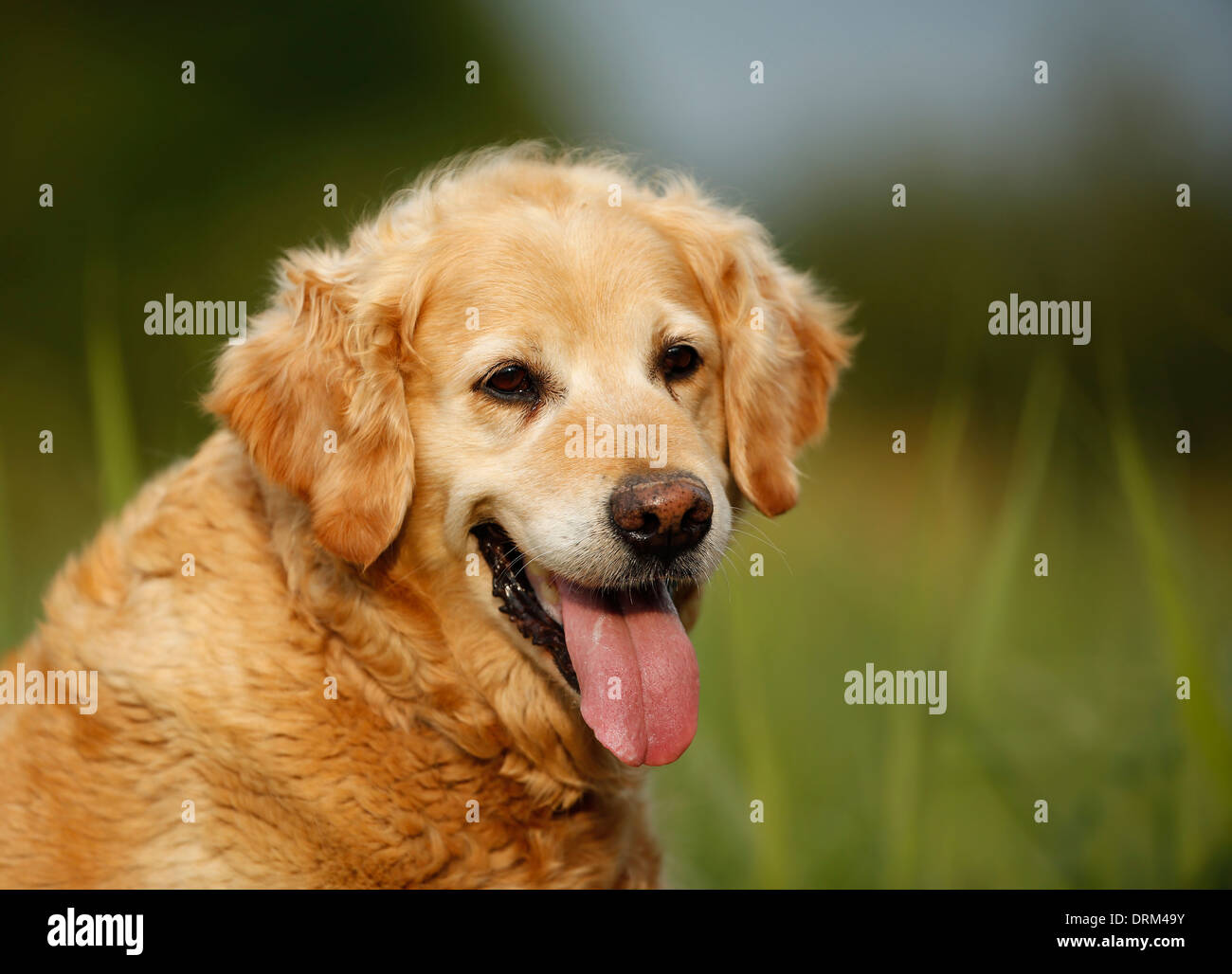 Germany, Golden Retriever, portrait Stock Photo - Alamy