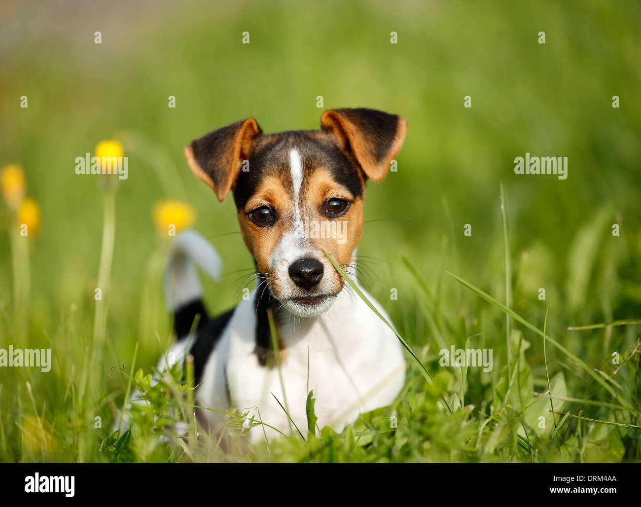 Germany, Baden-Wuerttemberg, Jack Russel Terrier puppy on meadow Stock ...
