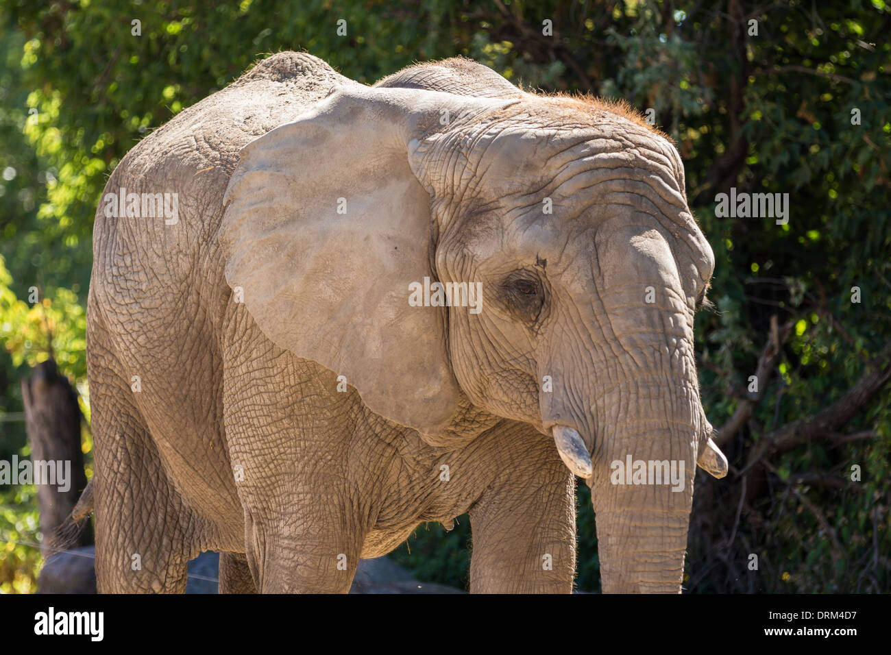 A large elephant slowly walks Stock Photo - Alamy