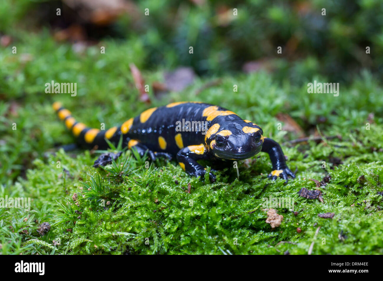 Fire salamander Salamandra salamandra Feuersalamander Stock Photo - Alamy