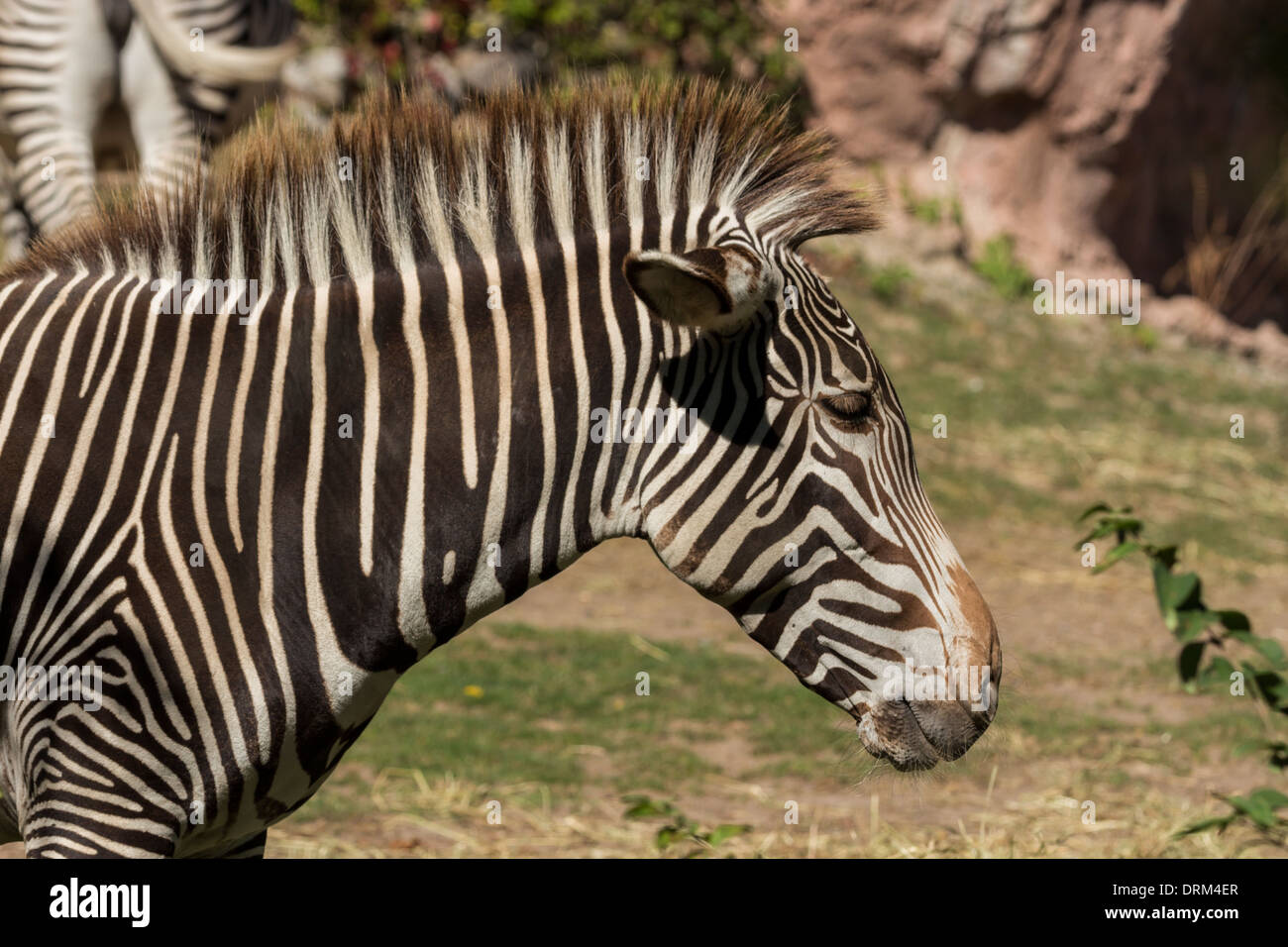 A zebra stands still Stock Photo - Alamy