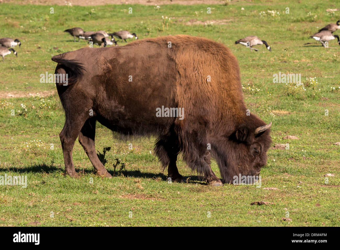 American bison grazing in field hi-res stock photography and images - Alamy