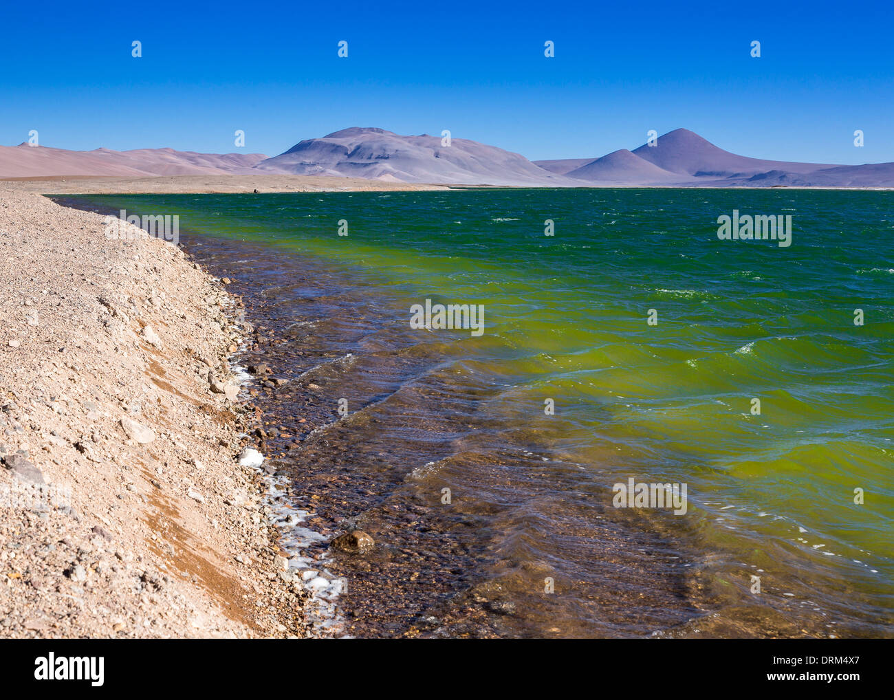Chile, Atacama Desert, Lagoon at the Jama pass Stock Photo - Alamy