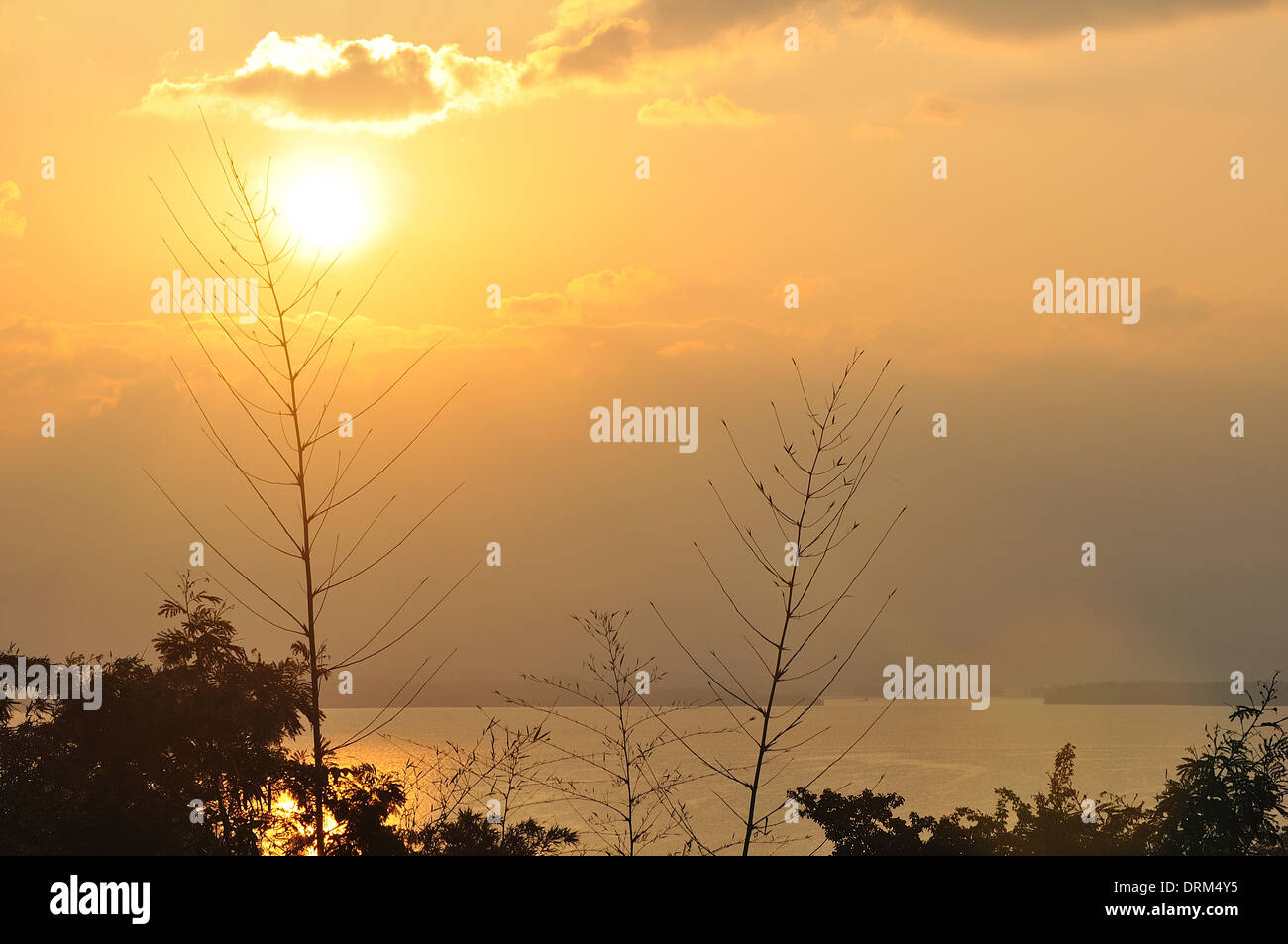 Bamboo silhouette on sunrise Stock Photo - Alamy