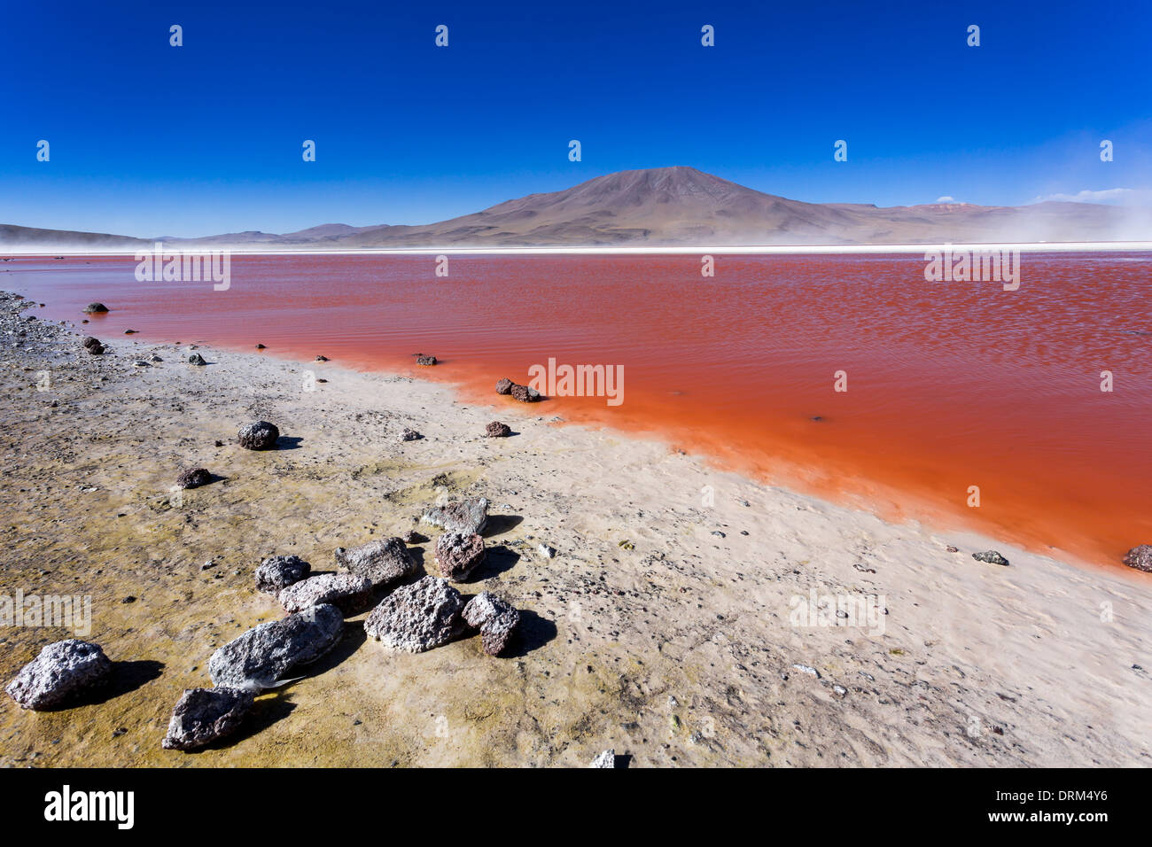 South America, Bolivia, Atacama Desert, Altiplano, Laguna Colorada ...