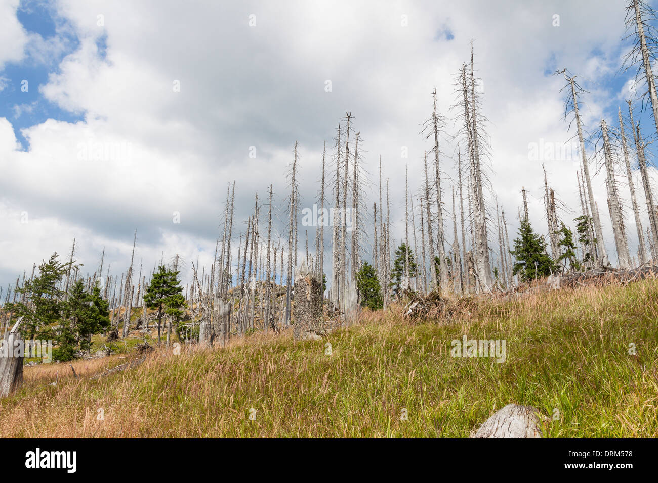 dead forest trees deadwood deforestation die death Stock Photo - Alamy