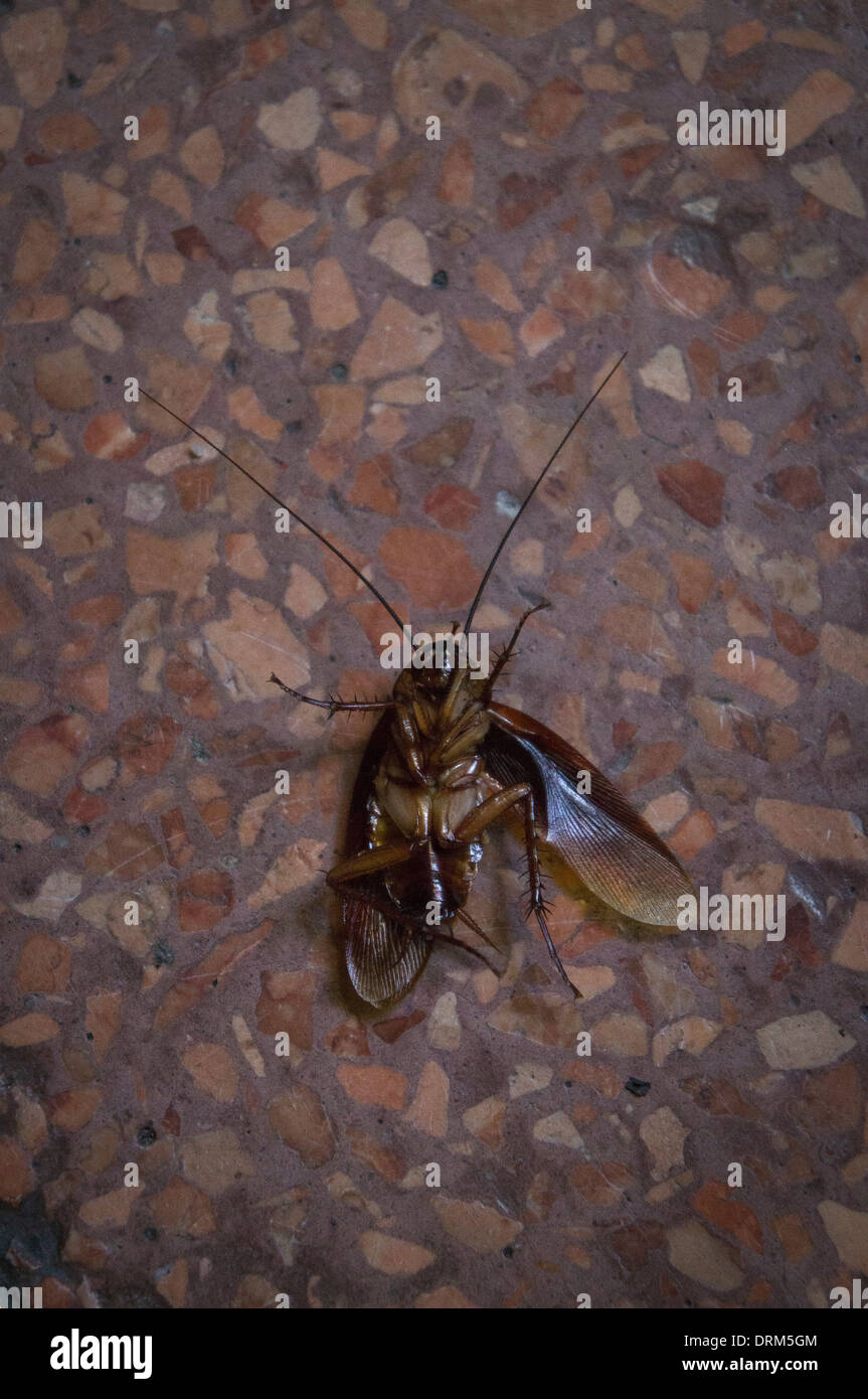 squelched Oriental Cockroach, Blatta orientalis Stock Photo - Alamy