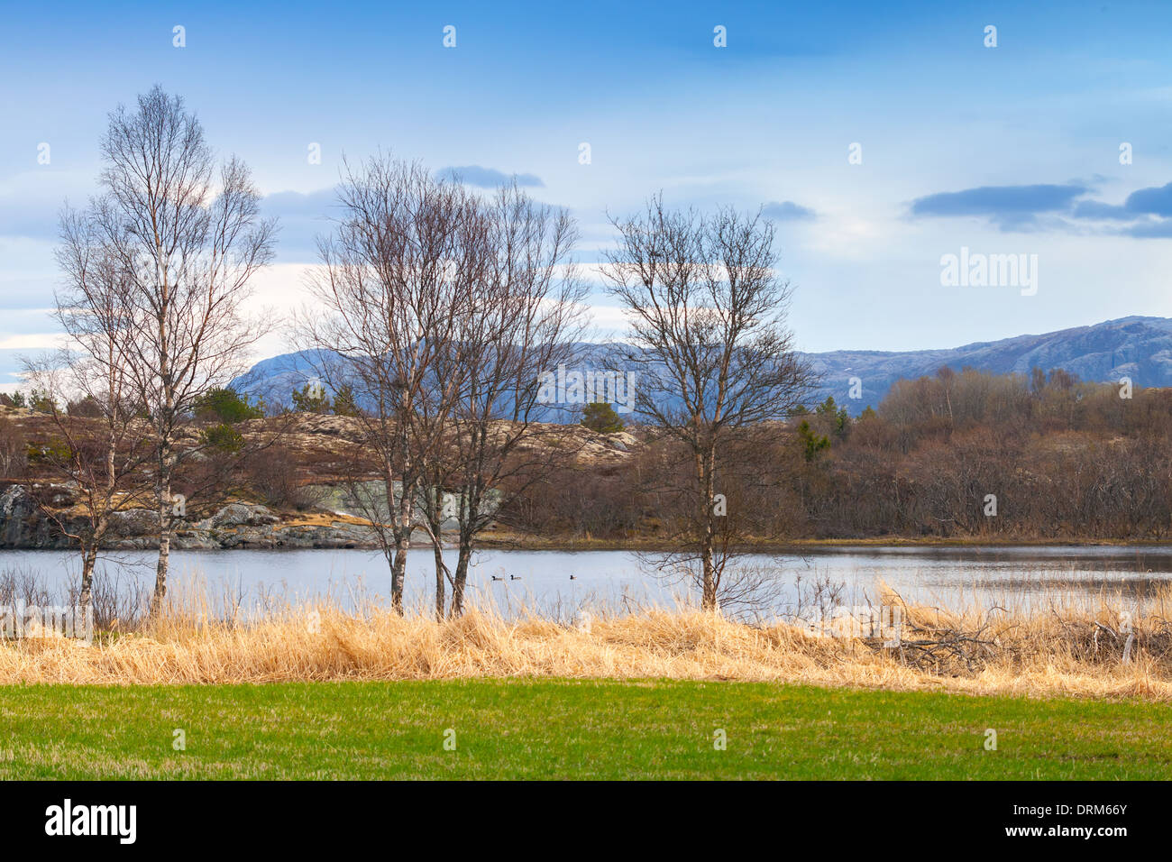 Norwegian spring landscape with trees and green grass Stock Photo - Alamy