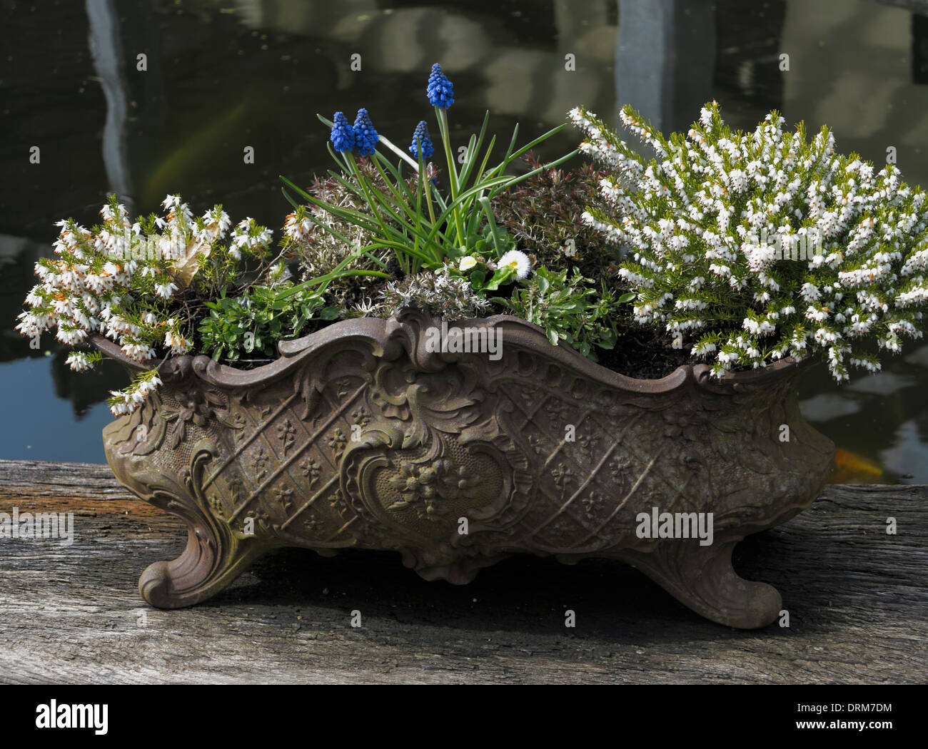 Spring flowers heather grape hyacinth Stock Photo - Alamy