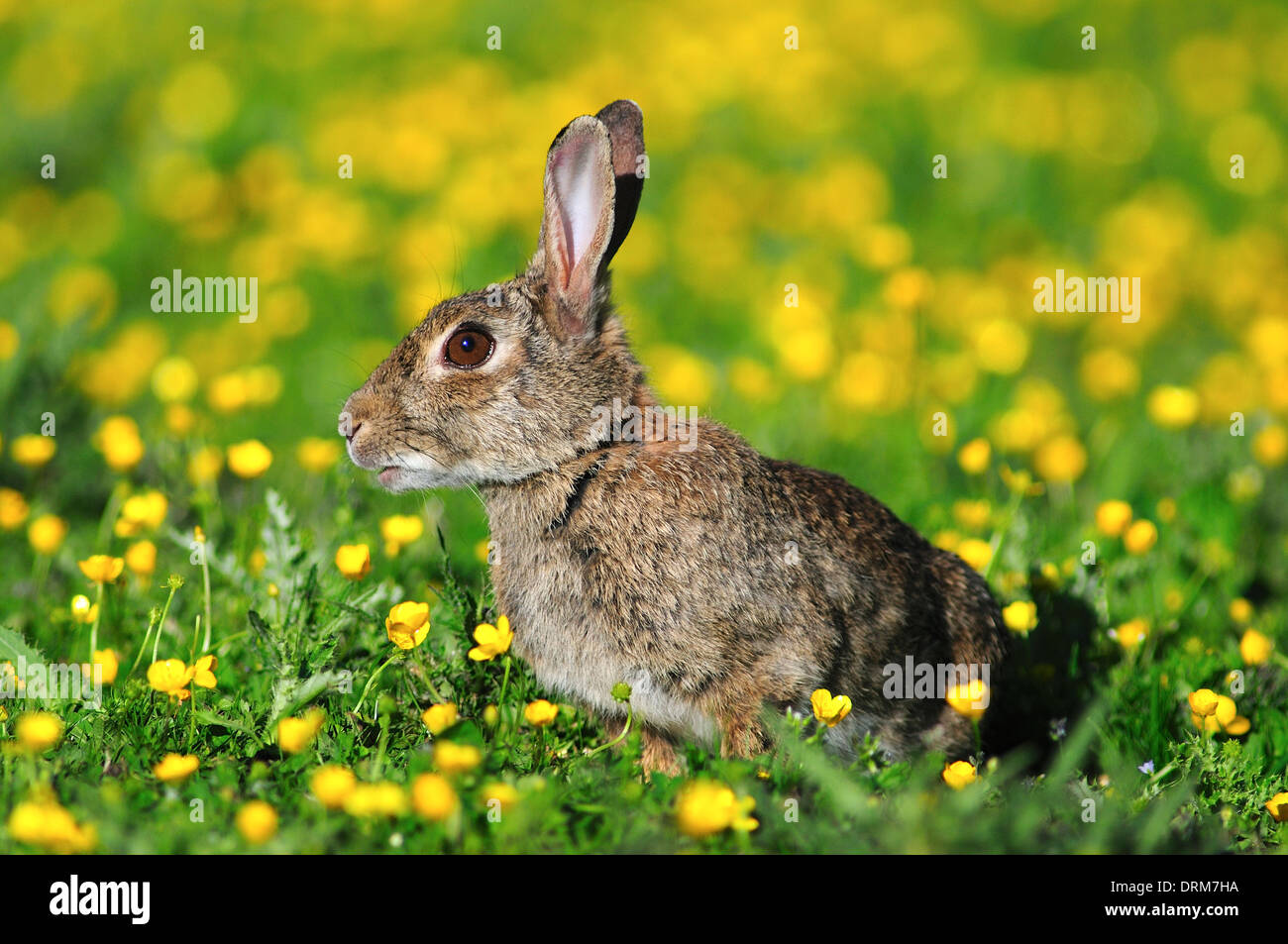 Long eared rabbits hi-res stock photography and images - Alamy
