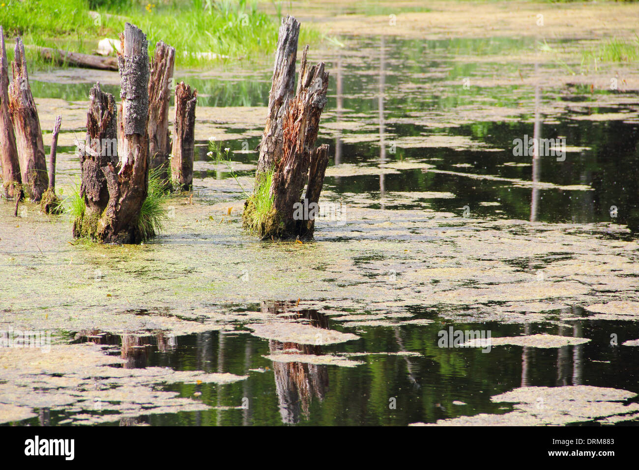 Log swamp marsh hi-res stock photography and images - Alamy