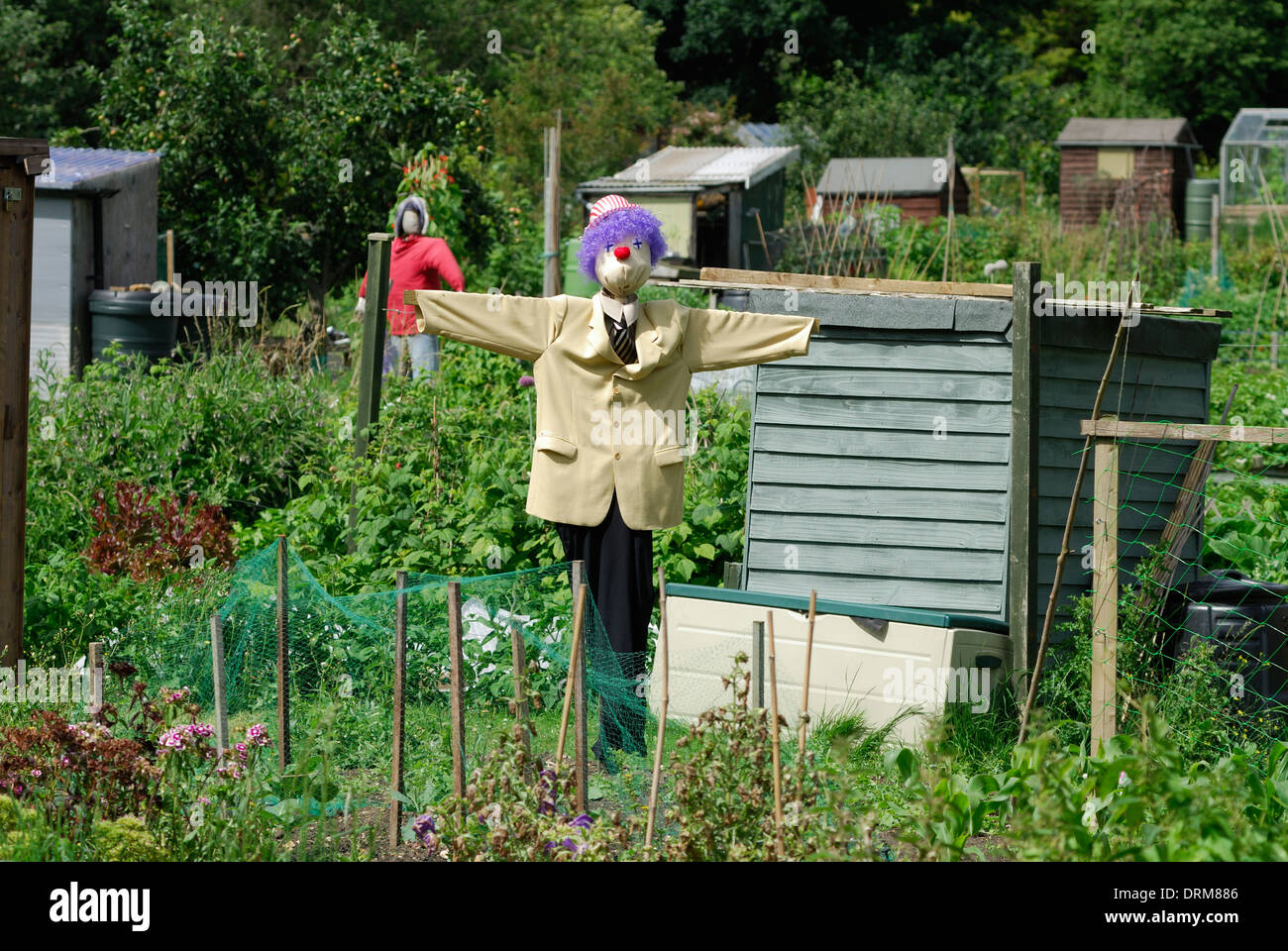 Allotments scarecrow hi-res stock photography and images - Alamy