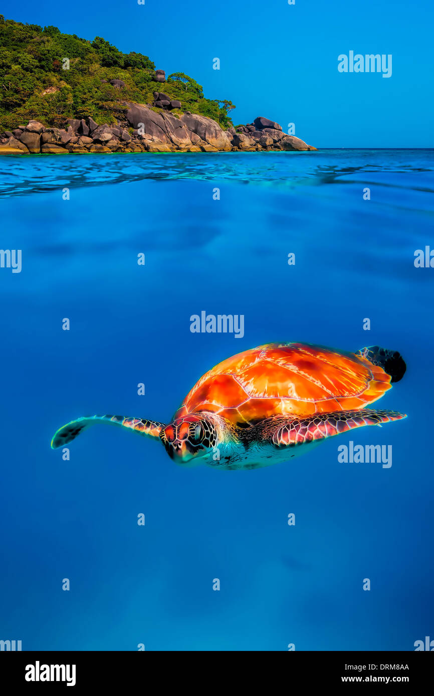 Green Turtle at Similan Islands Stock Photo - Alamy