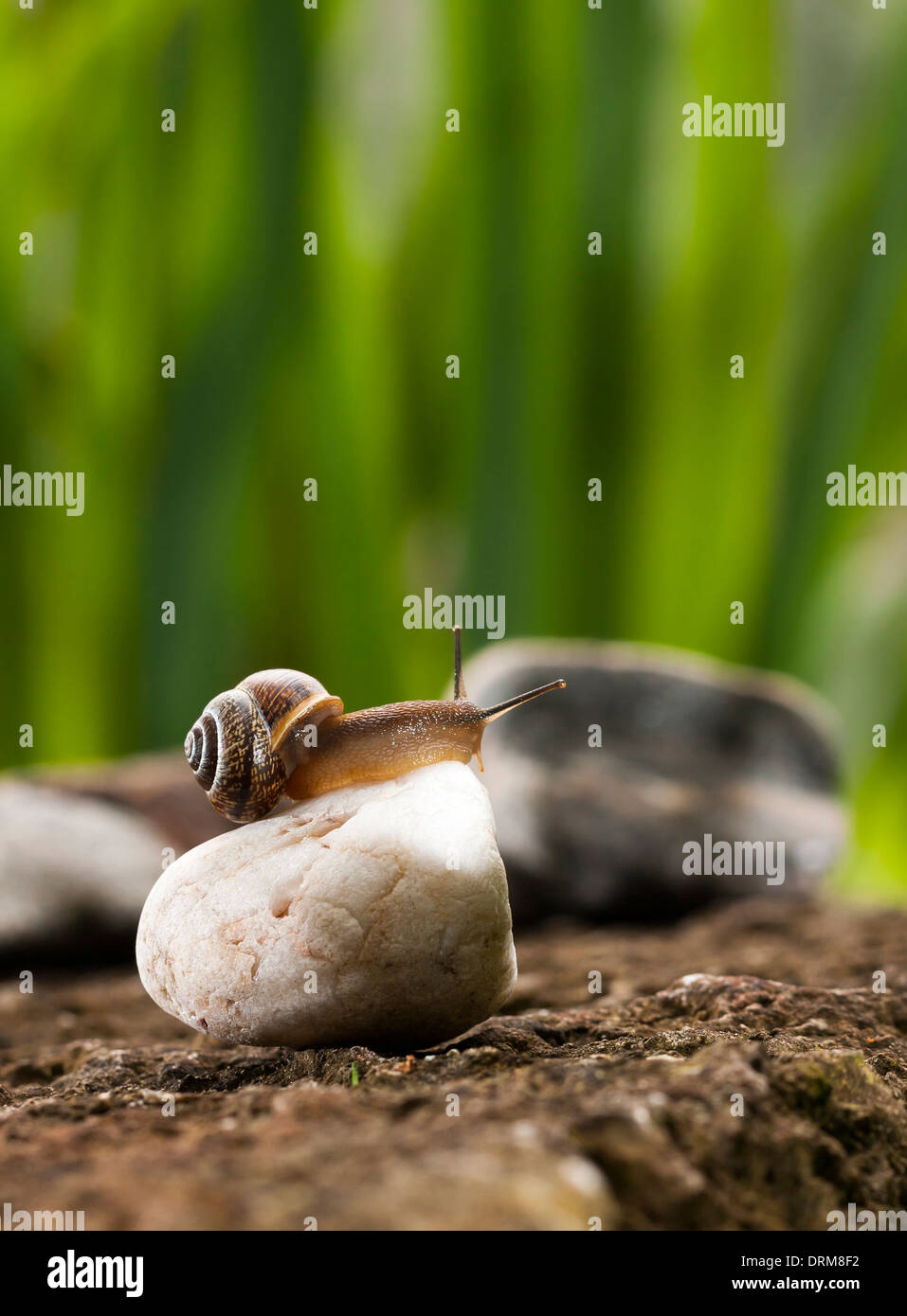 Snail sitting on white rock Stock Photo - Alamy