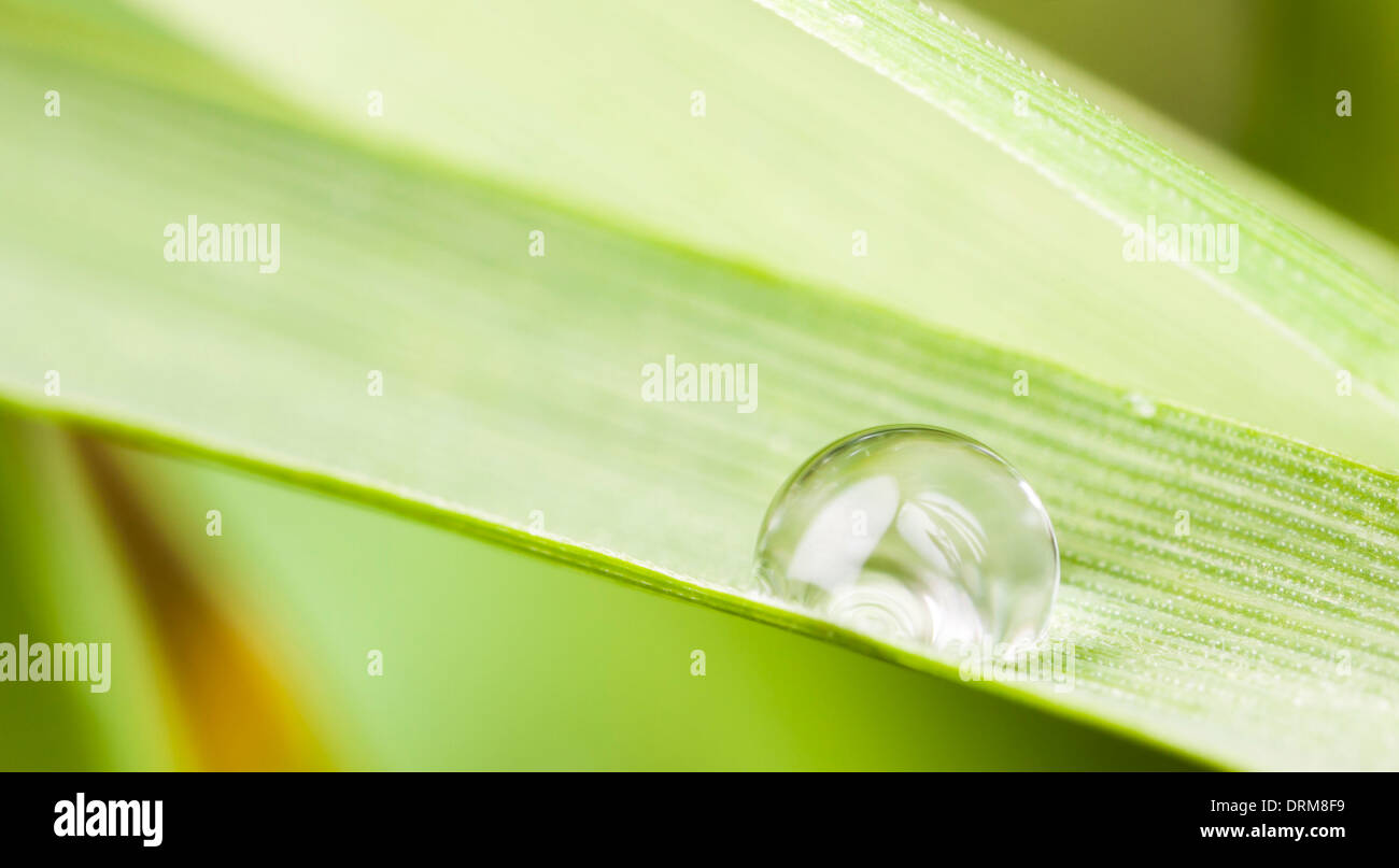 Water drop on a green plant leaf Stock Photo - Alamy
