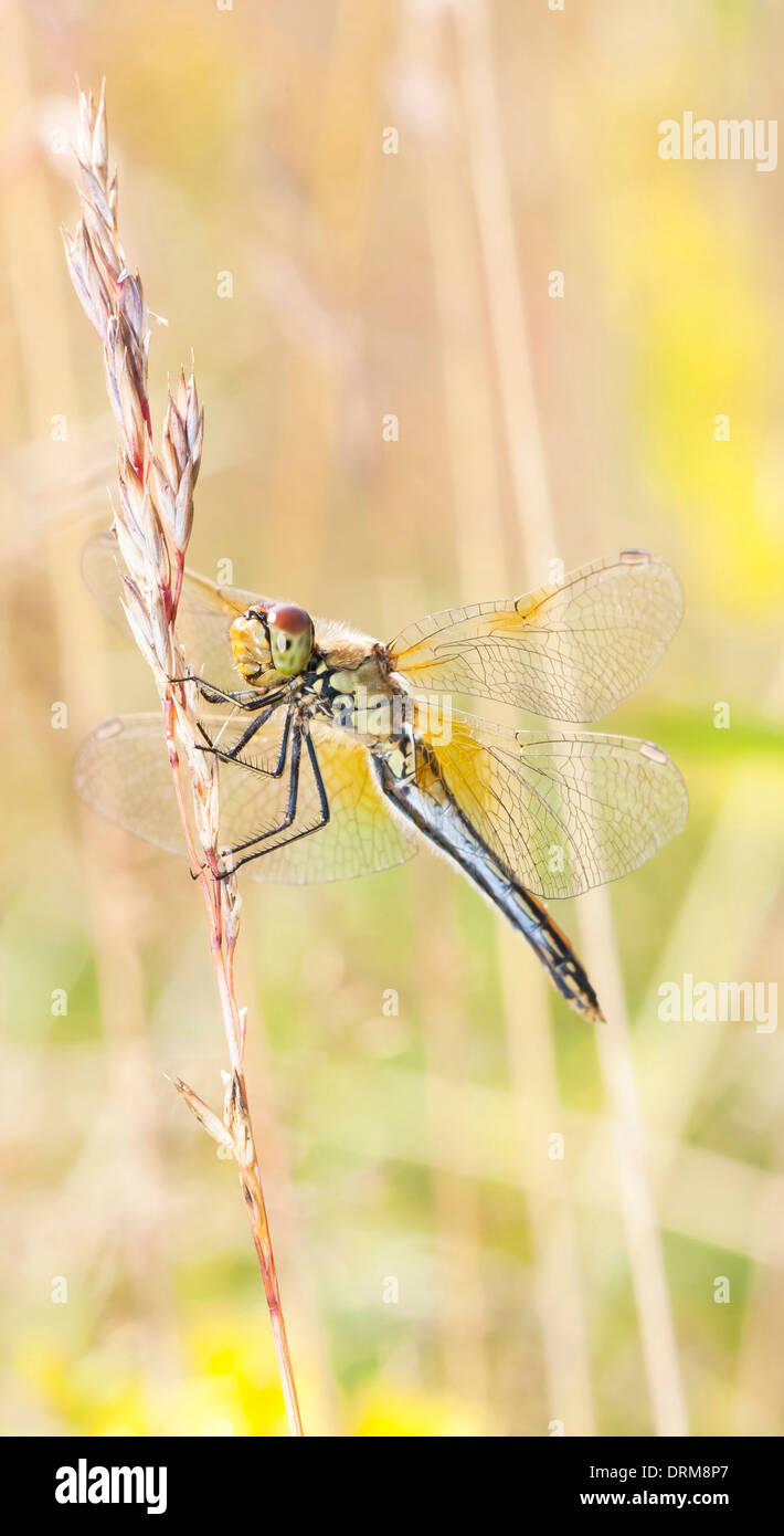 Dragonfly on a plant straw in summer Stock Photo - Alamy