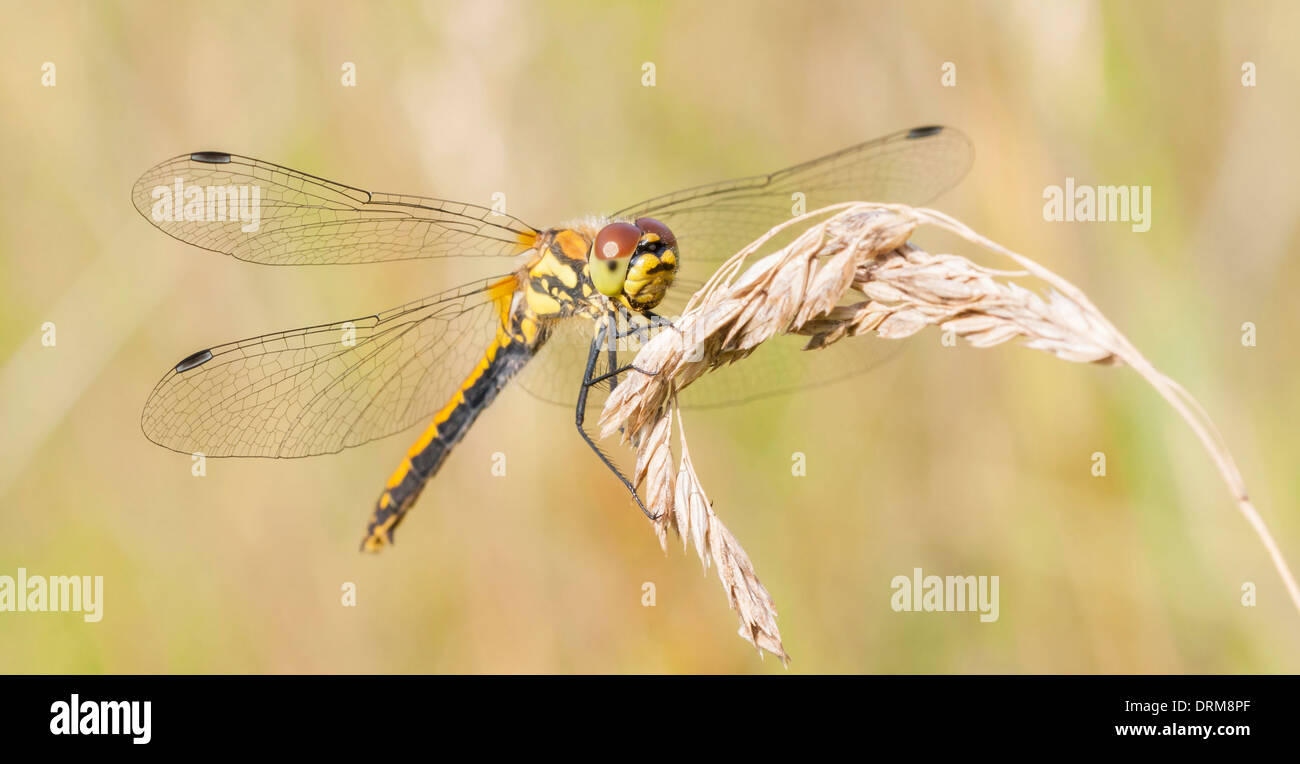 Dragonfly on a plant hi-res stock photography and images - Alamy