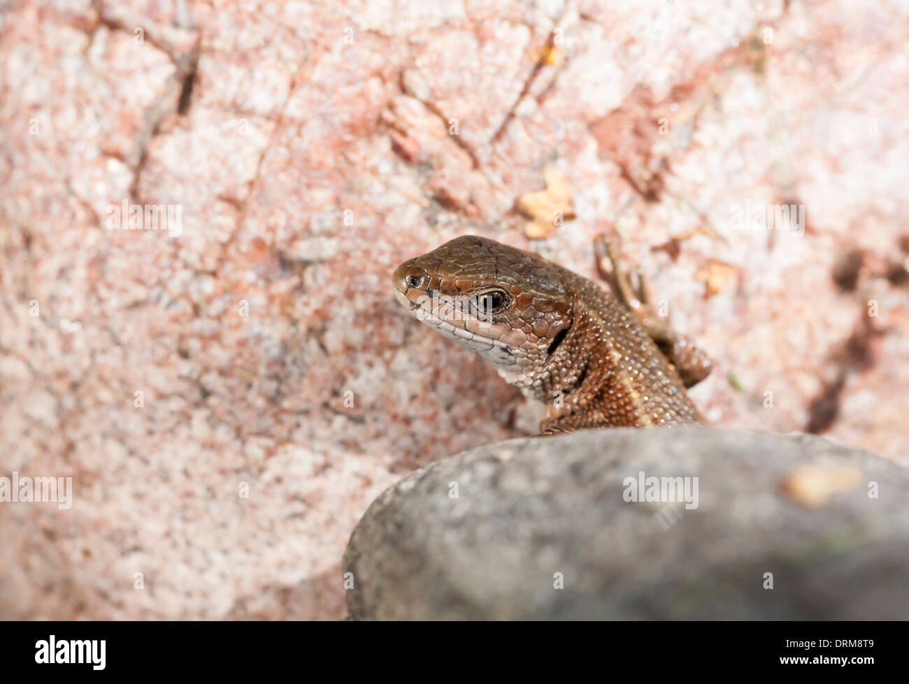 Brown lizard on rocks looking around Stock Photo - Alamy