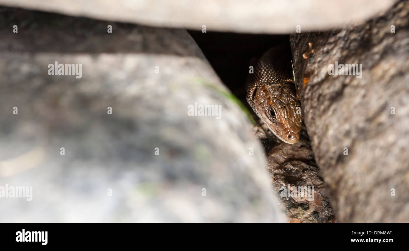 Brown lizard on rocks looking around Stock Photo - Alamy