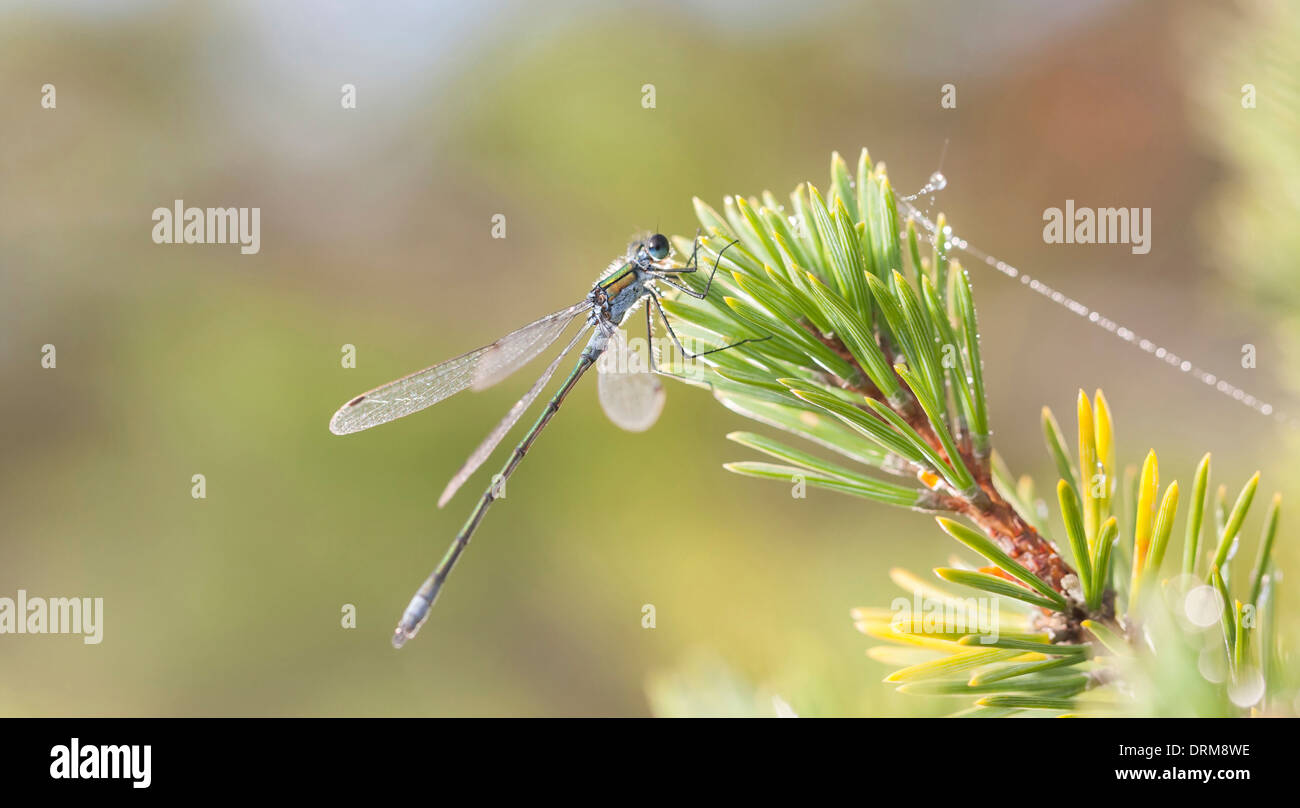 Dragonfly and damselfly hi-res stock photography and images - Alamy